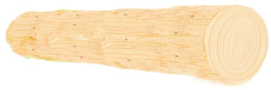 Custom Log Home Construction Options